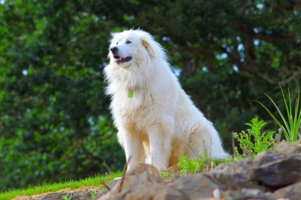 Great Pyrenees Mix Gentle Giant